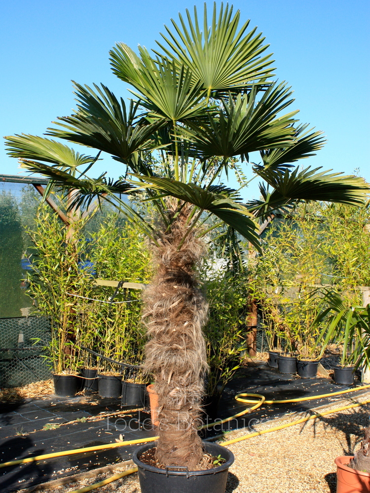 Hardy palms > Trachy wagnerianus Waggy! - Todd's Botanics