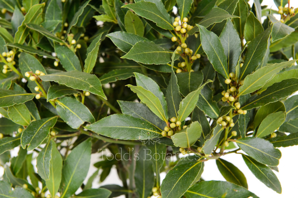 Bay Trees > 1/2 Standard Bay Tree Laurus nobilis - Todd's Botanics