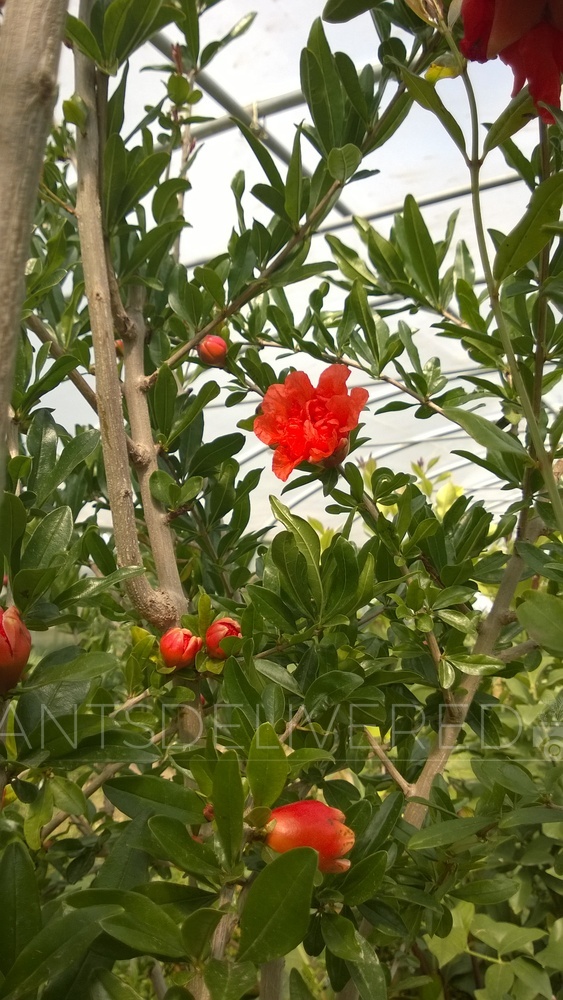 Mediterranean Plants > Punica granatum ' Pomegranate Tree'