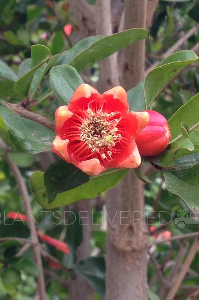 Mediterranean Plants > Punica granatum ' Pomegranate Tree'