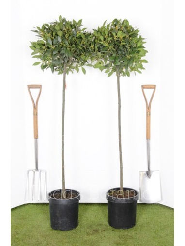 Bay Trees> 4/4 Standard bay Tree Laurus nobilis - Todd's Botanics