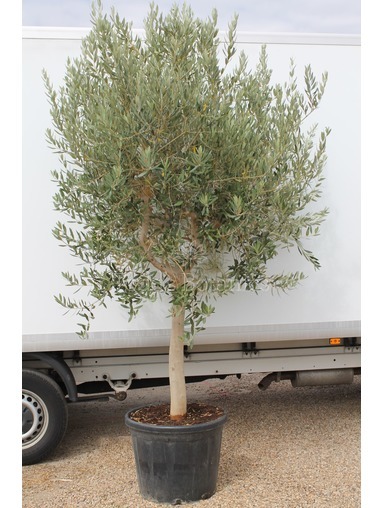 Olive Trees > 2 x 1/2 Standard Olive Trees
