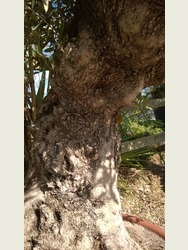 Ancient Olive Trees > Ancient Olive Tree