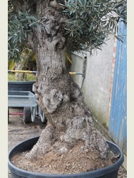 Ancient Olive Trees > Lovely Old Olive Tree - Todd's Botanics